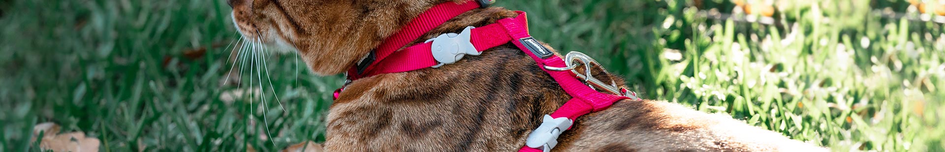 Cat Harness and Lead / Leash Combo Sets | Red Dingo Japan